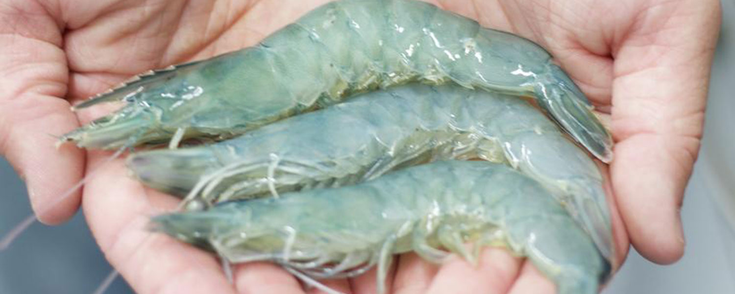 PT Prima Sari Indotama - Located in East Java Indonesia